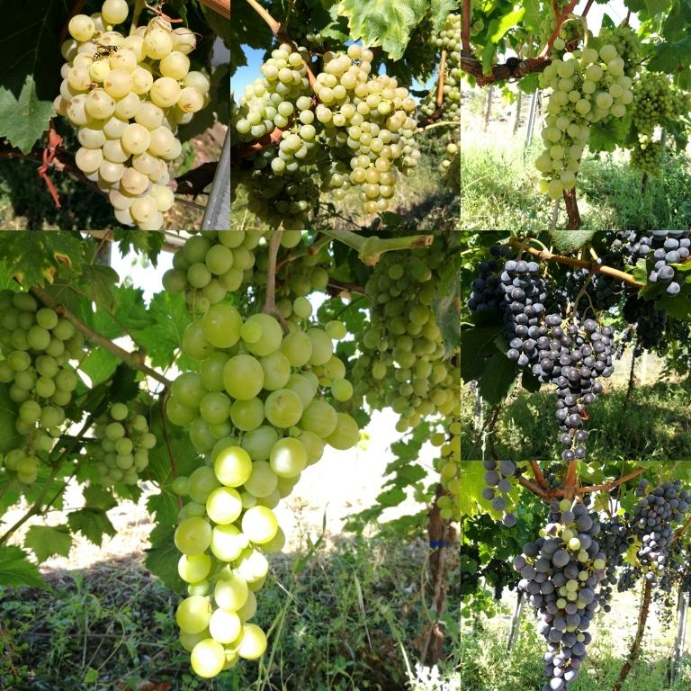 Land Rover - Wine Tours